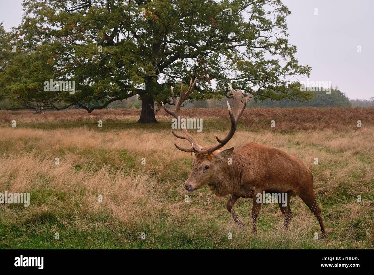 A stag walking in a field with an oak tree Stock Photo - Alamy