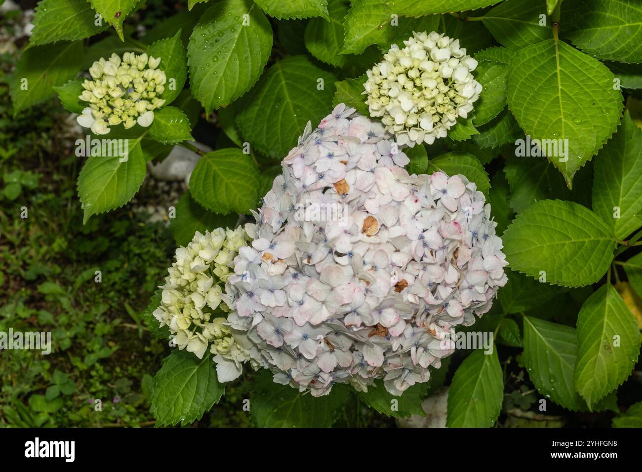 Stunning display of hydrangea progression, featuring flowers in budding ...