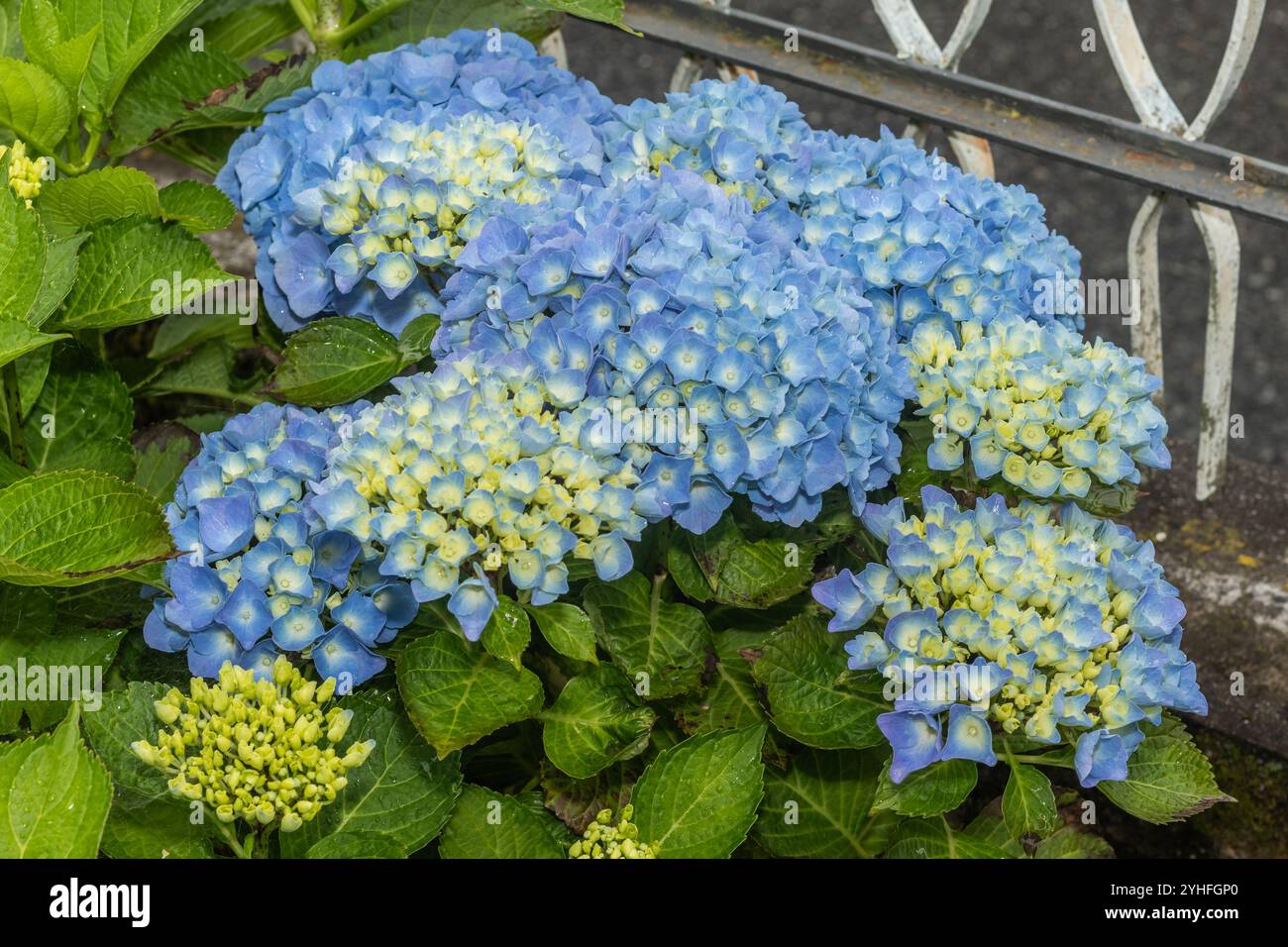 cluster of blue hydrangeas transitioning from pale to vibrant hues ...