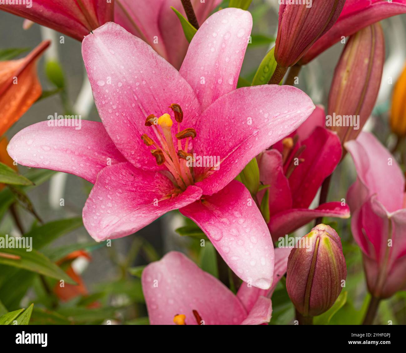 Showcasing stamens hi-res stock photography and images - Alamy