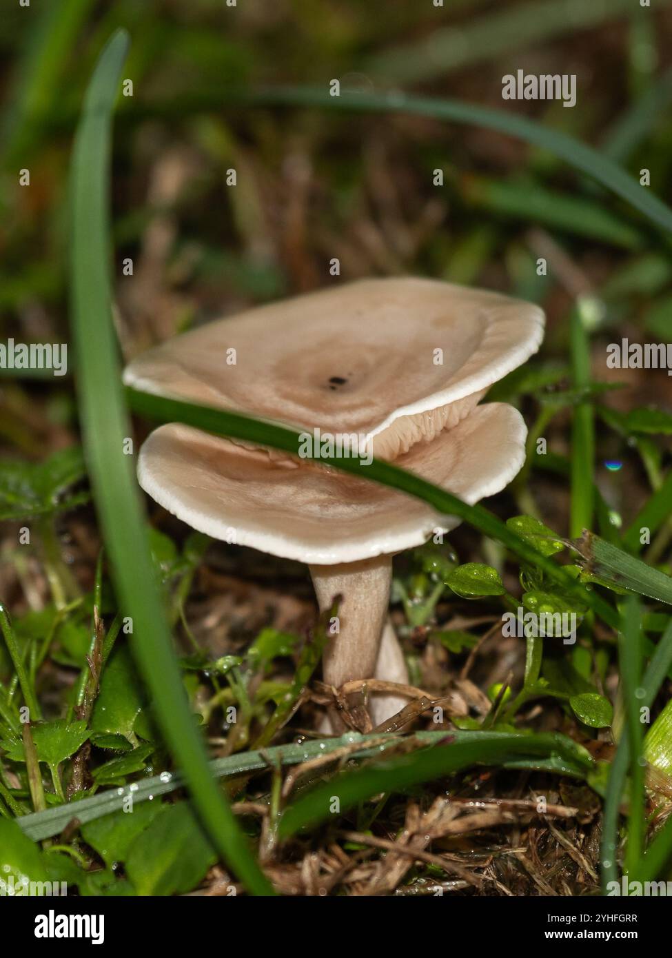 A group of pale mushrooms sprouts from the rich, wet grass ...
