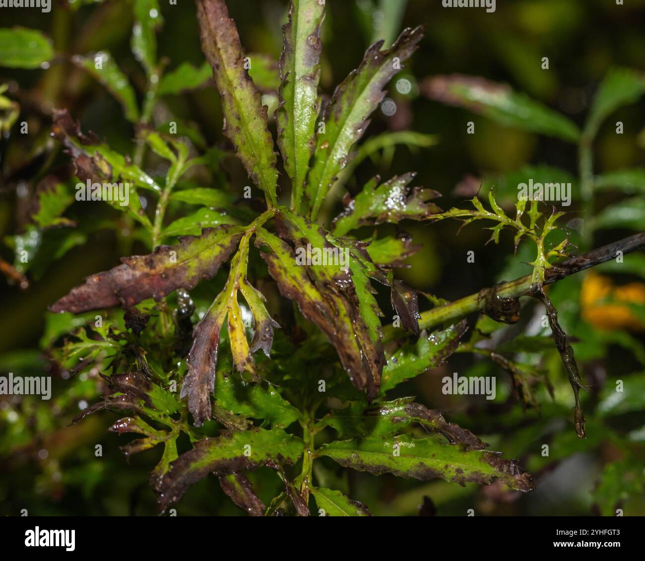 Detailed close-up image of a lush plant featuring a mix of green and ...