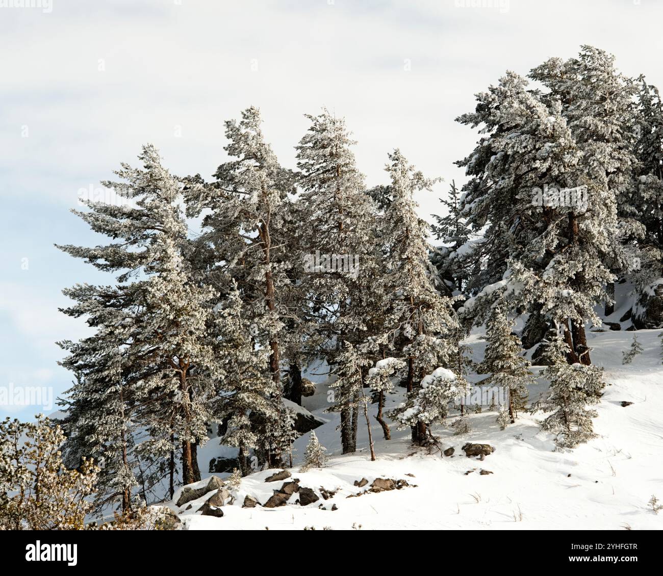 Cluster of pine trees covered in fresh snow on a mountain slope ...