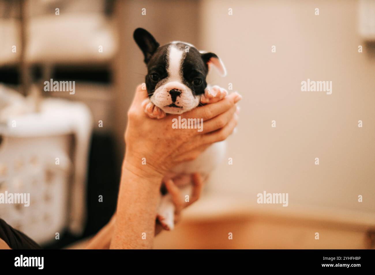 French Bulldog Puppy In Hands with one ear up Stock Photo - Alamy