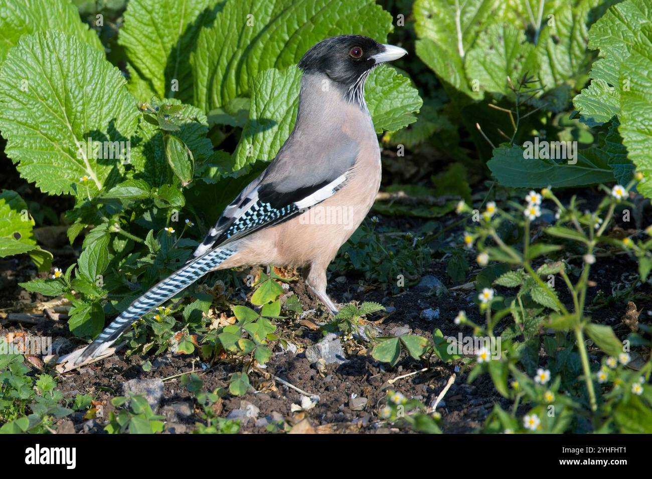 Black-headed Jay, or Lanceolated jay (Garrulus lanceolatus), Himalayan ...