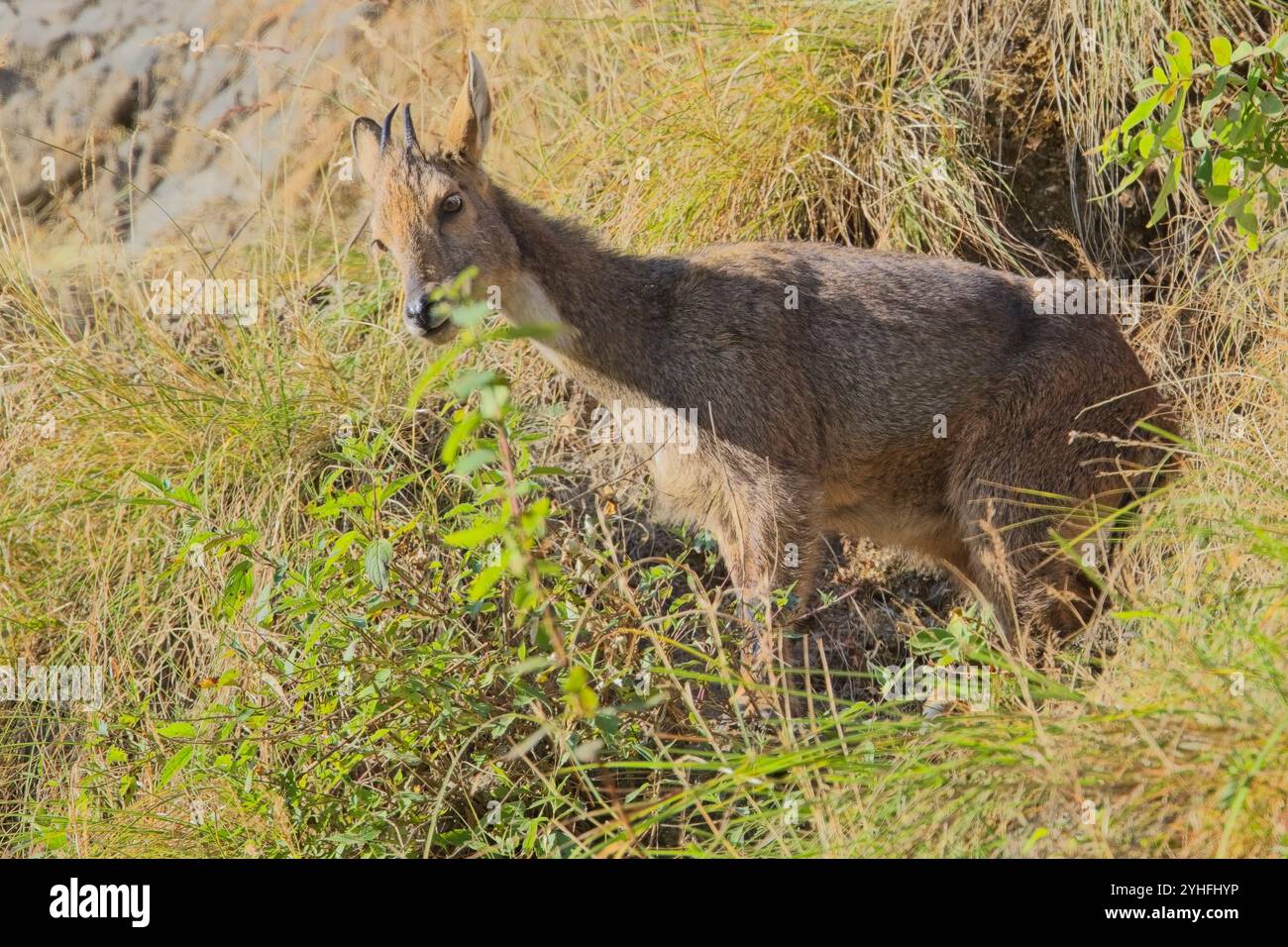 Foothills Animals In Himalayas