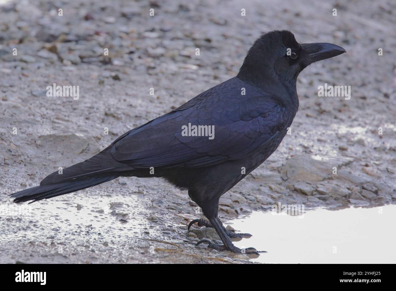 Large-billed Crow (Corvus macrorhynchos), on the ground at a puddle ...