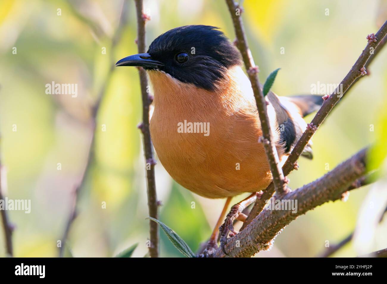 Rufous Sibia (Heterophasia capistrata) perched in a tree, very close, Uttarakhand, India Stock ...
