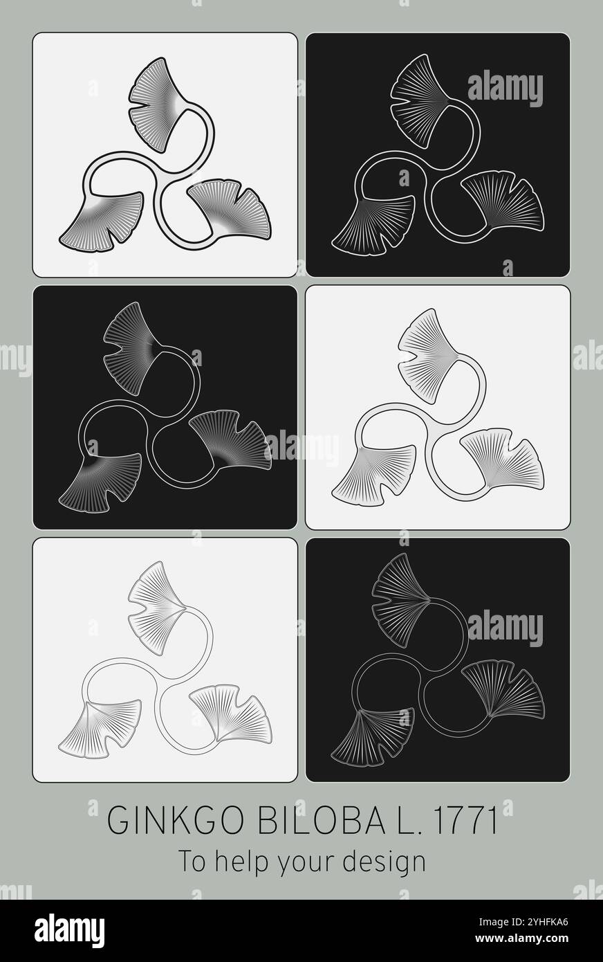 Set of vector illustrations of ginkgo biloba leaves using the sacred ...