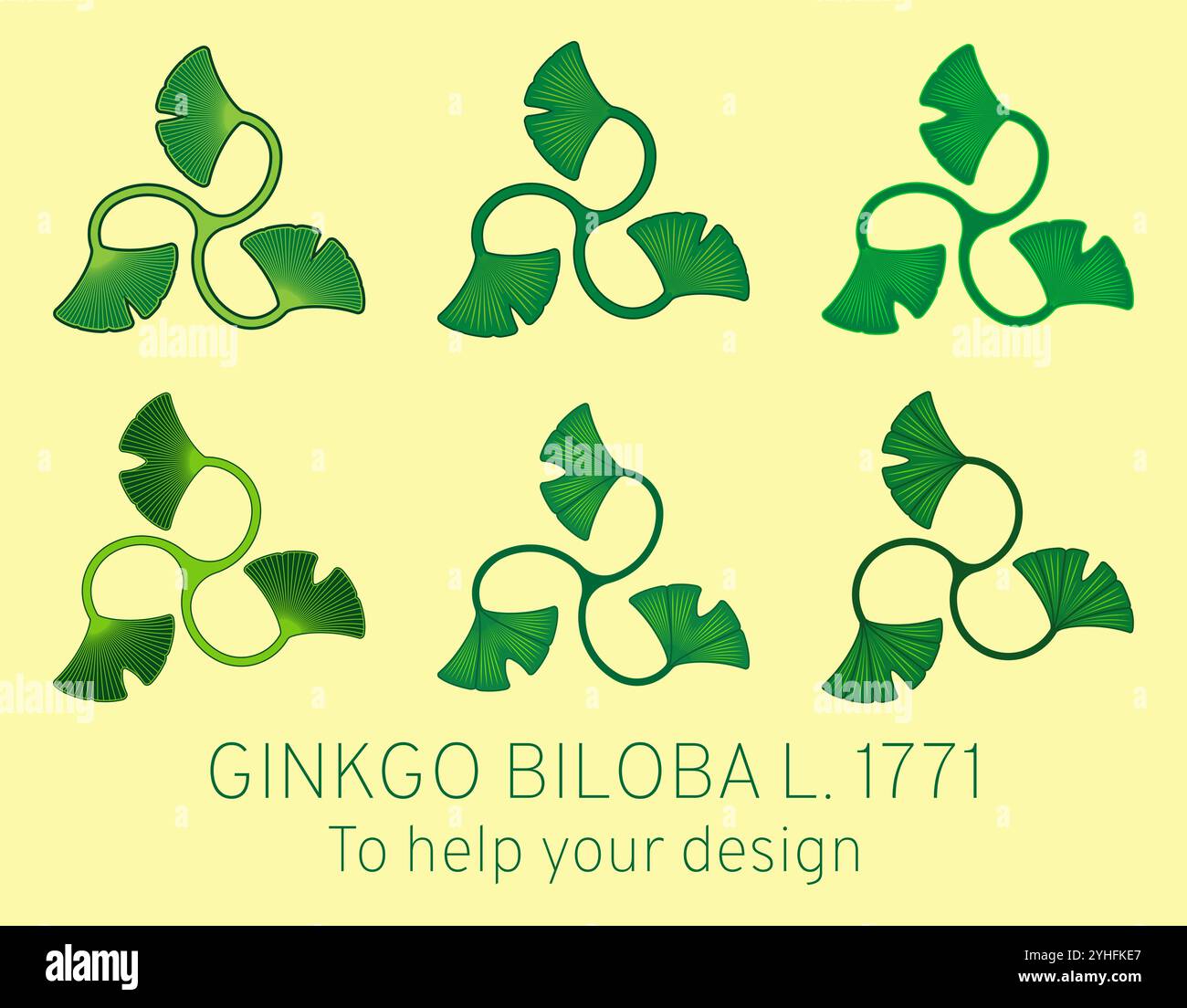Set of vector illustrations of ginkgo biloba leaves using the sacred ...