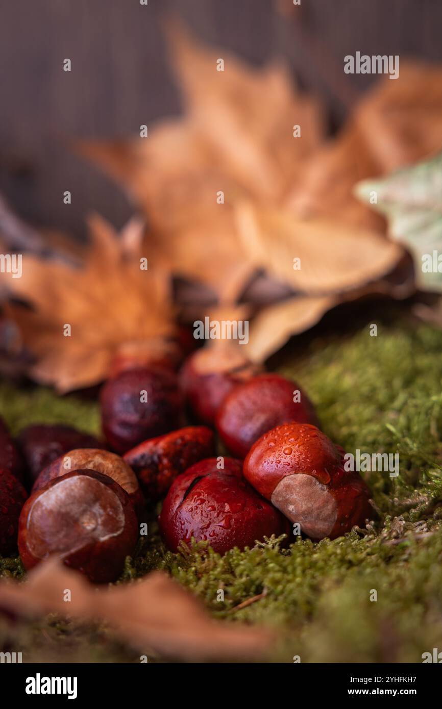 Chestnuts fallen from tree hi-res stock photography and images - Alamy