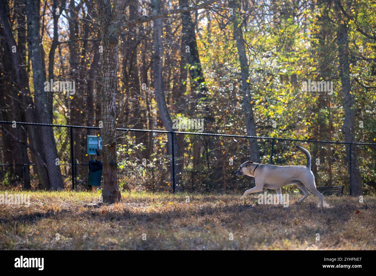 Dogs run and play and socialize inside a dog enclosure within Quiet ...