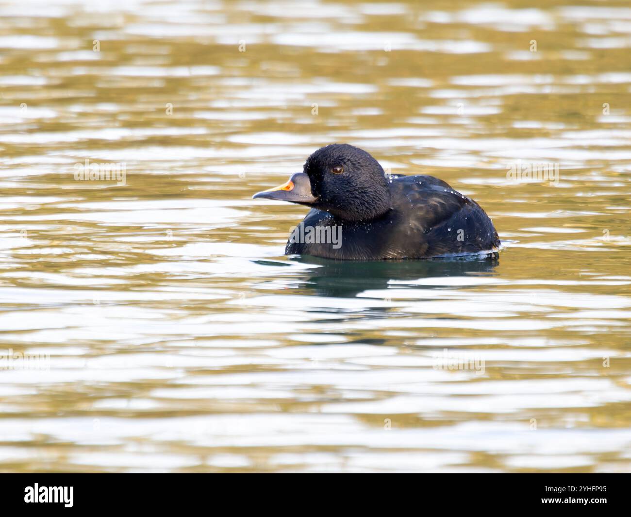 Common scoter, Melanitta nigra, single male bird on water ...