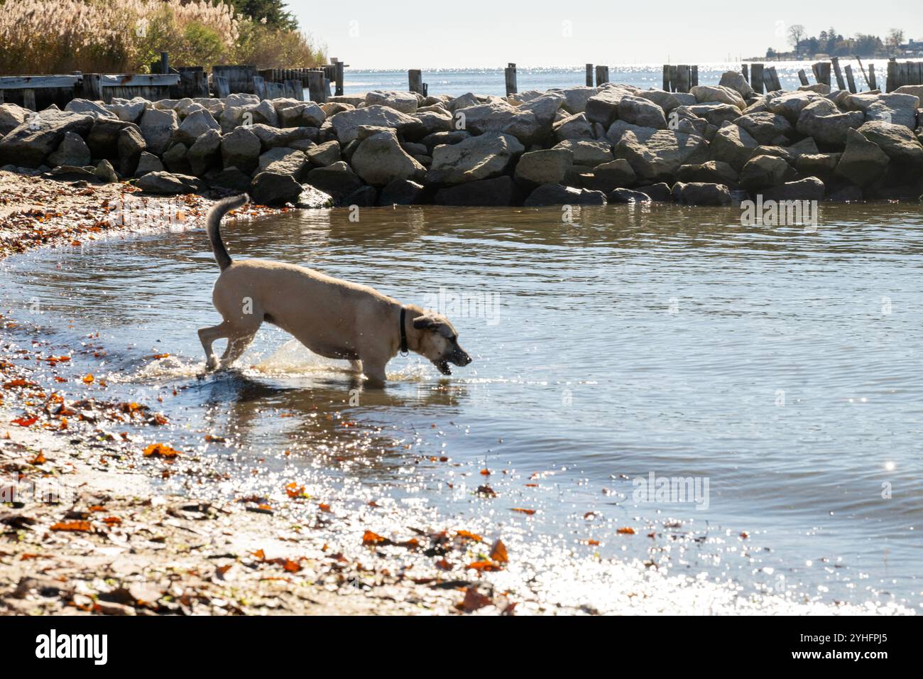 A mixed breed dog explores the Dog Beach at Quiet Waters Park. Quiet ...
