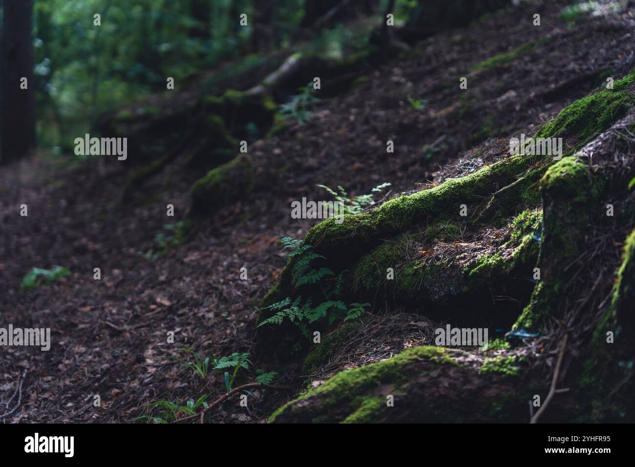 Moss-covered tree roots line a shaded forest path, creating a serene ...