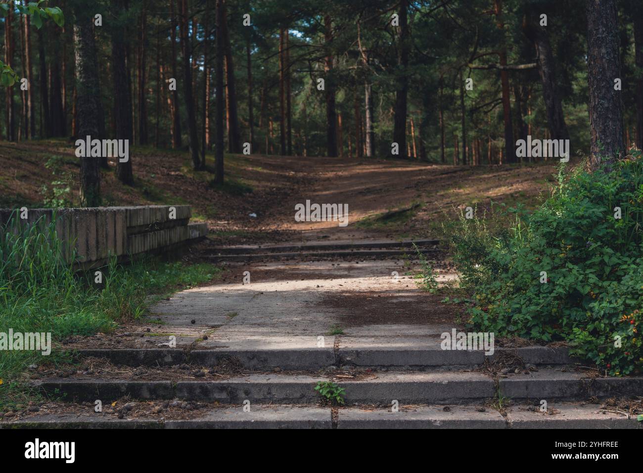 Overgrown concrete steps lead into a tranquil forest path, blending man ...
