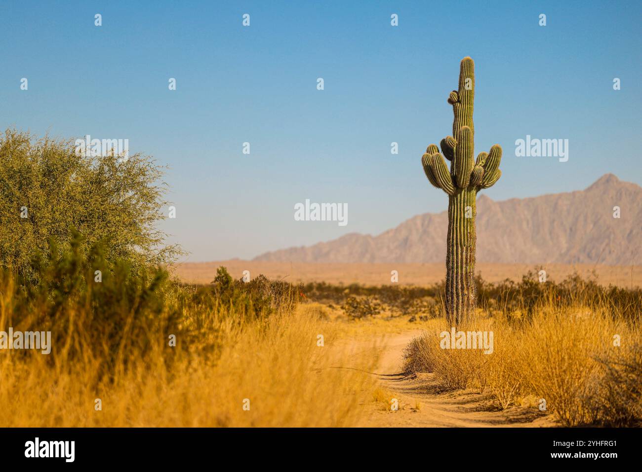 Sonoran Desert, El Pinacate Biosphere Reserve and the Great Altar ...