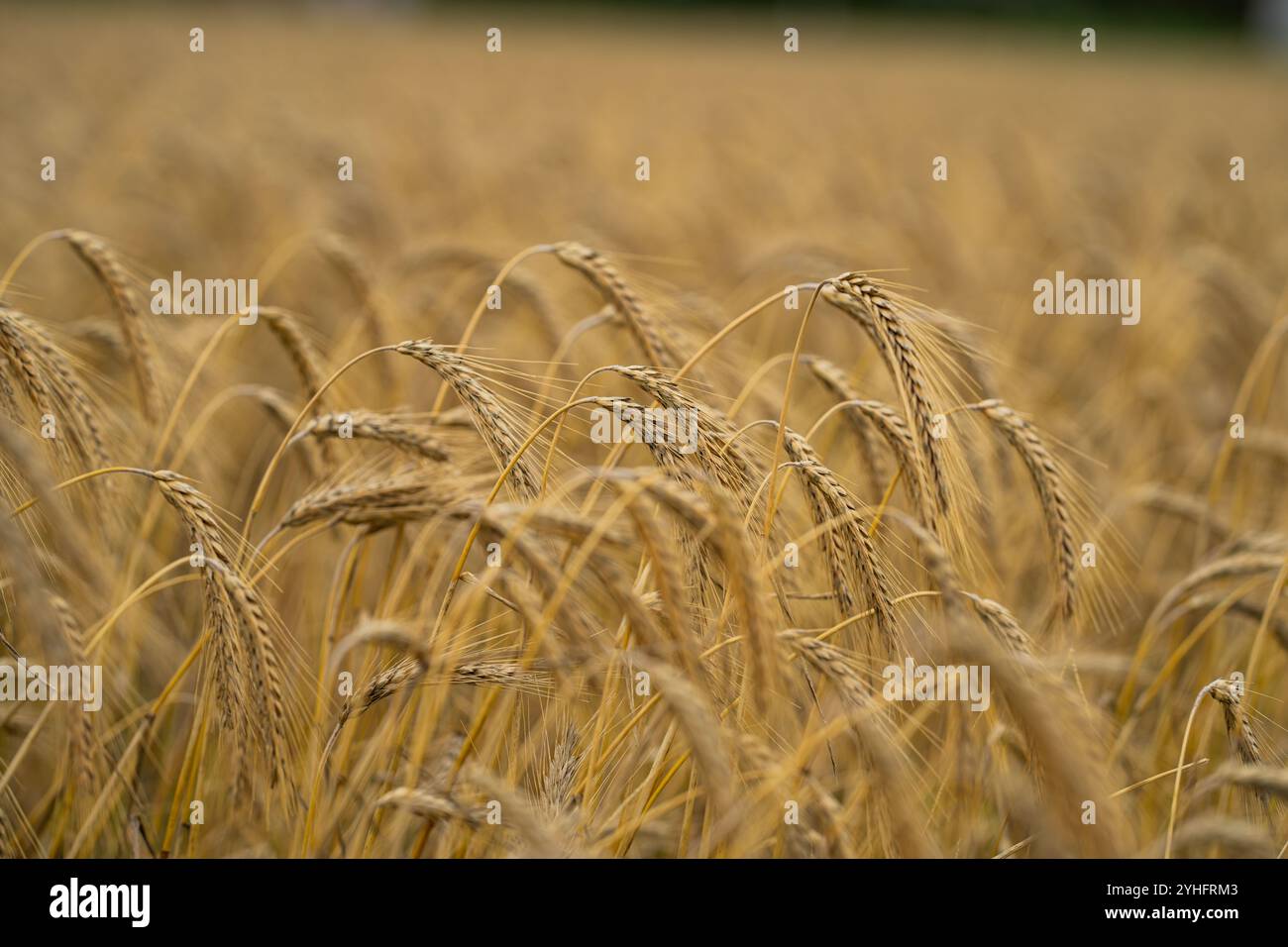 Field of wheat. Nature background. Farmland. Wheat field. Golden wheat ...