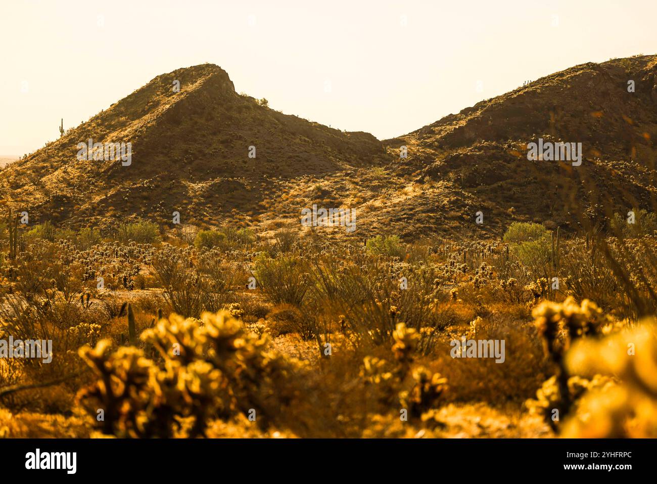 Sonoran Desert, El Pinacate Biosphere Reserve and the Great Altar ...