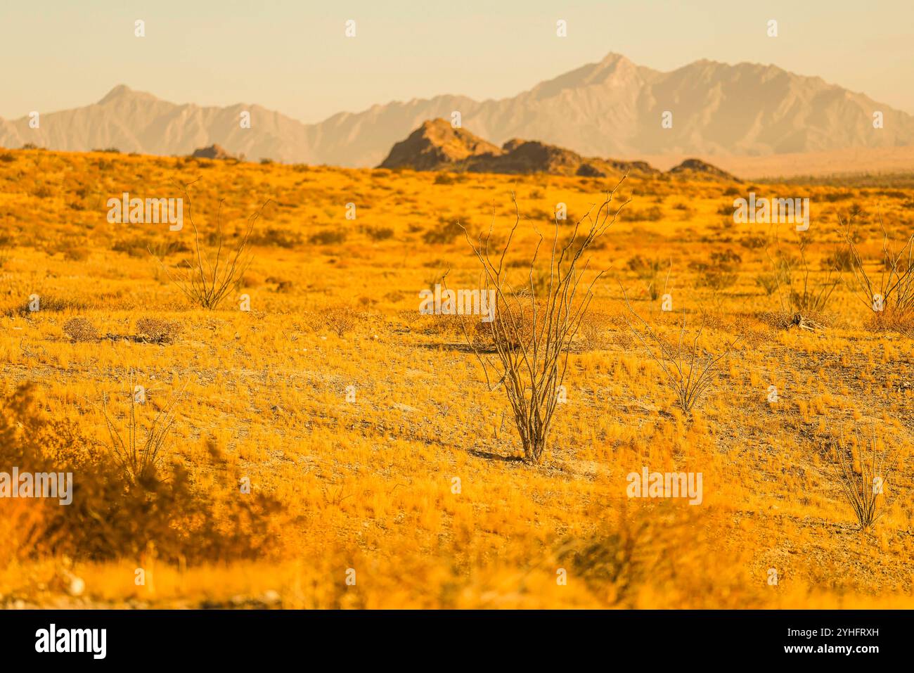 Sonoran Desert, El Pinacate Biosphere Reserve and the Great Altar ...