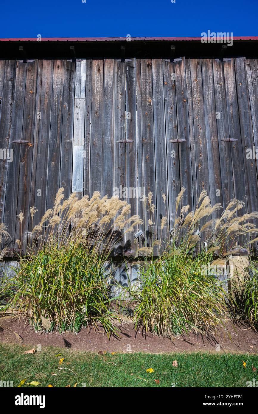 Ornamental grasses sway in the breeze in front of an old barn Stock ...