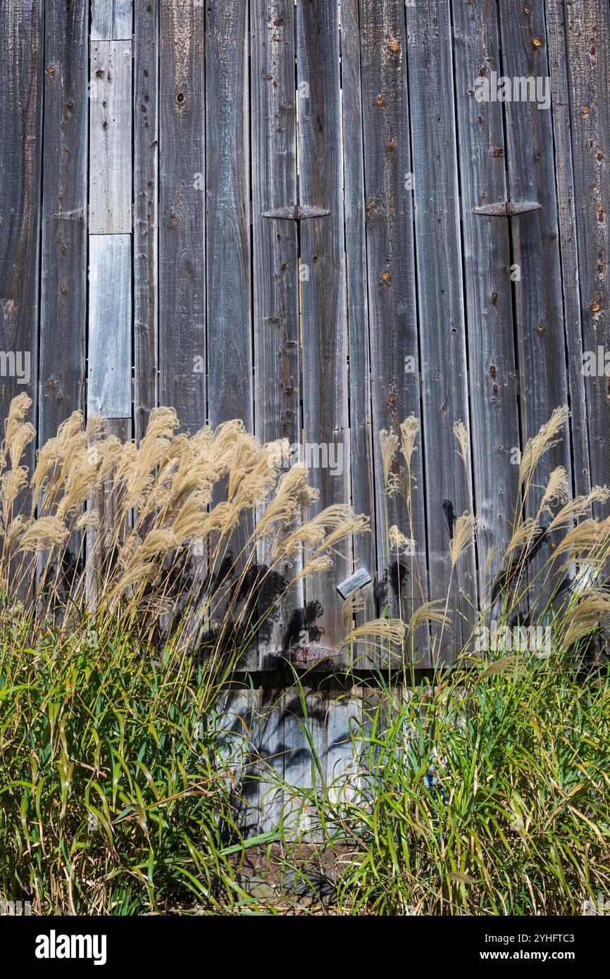 Ornamental grasses sway in the breeze in front of an old barn Stock ...