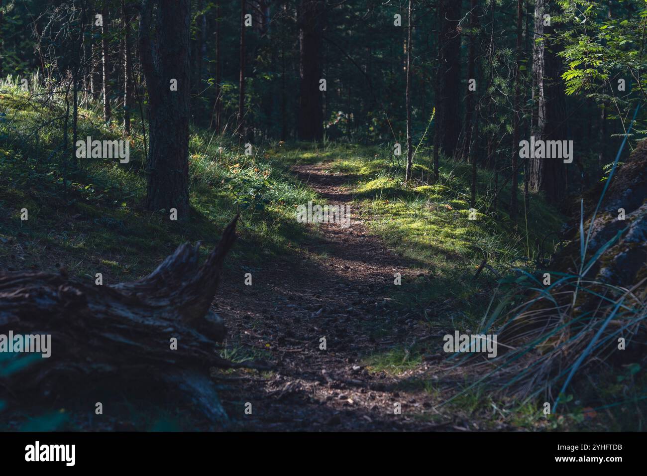 A sun-dappled forest with tall pine trees casting long shadows on the ...