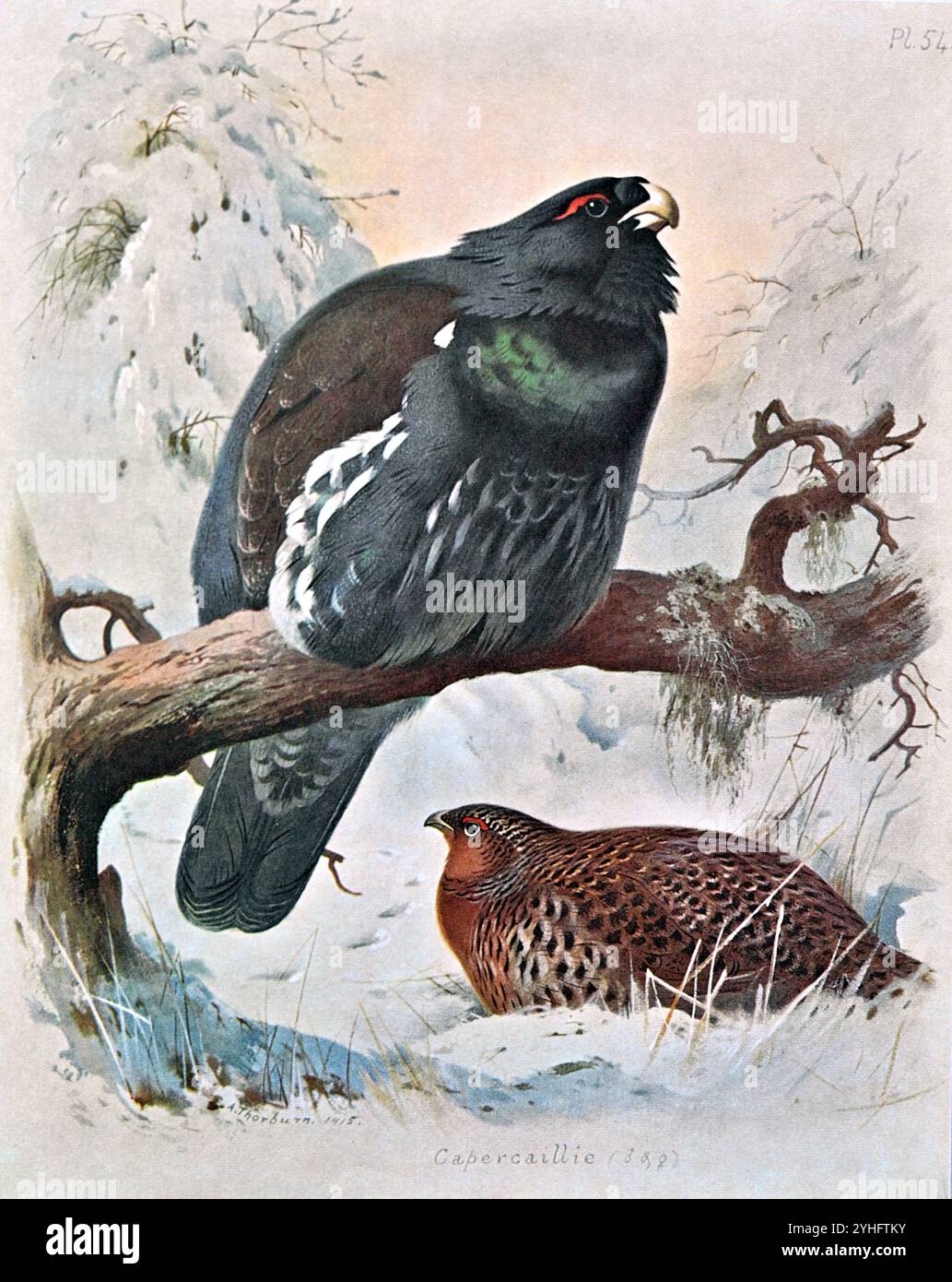 Capercaillie(Tetrao urogallus), vintage watercolour illustration from ...