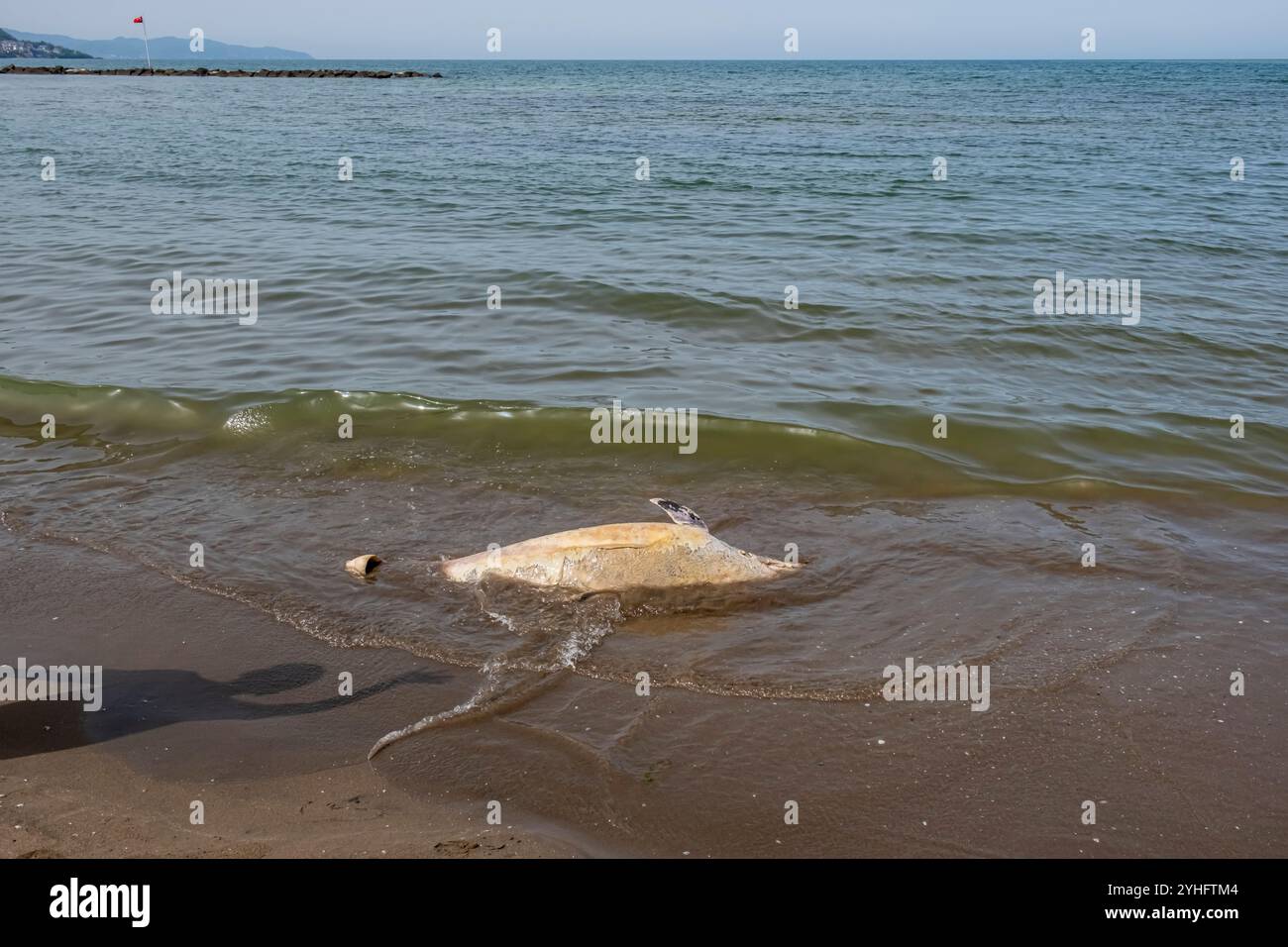 Environment dolphin dead hi-res stock photography and images - Alamy