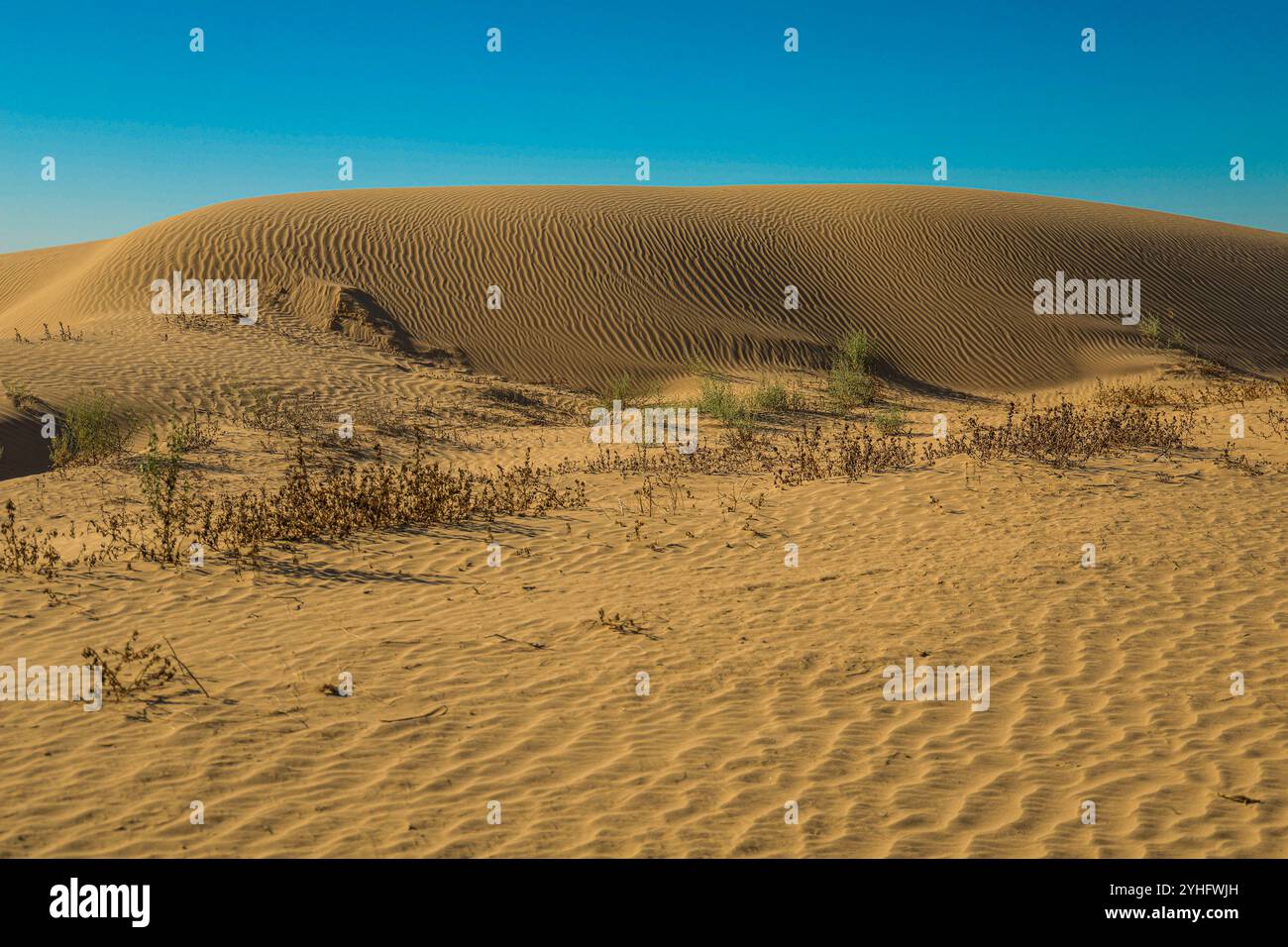Sonoran Desert, El Pinacate Biosphere Reserve and the Great Altar ...