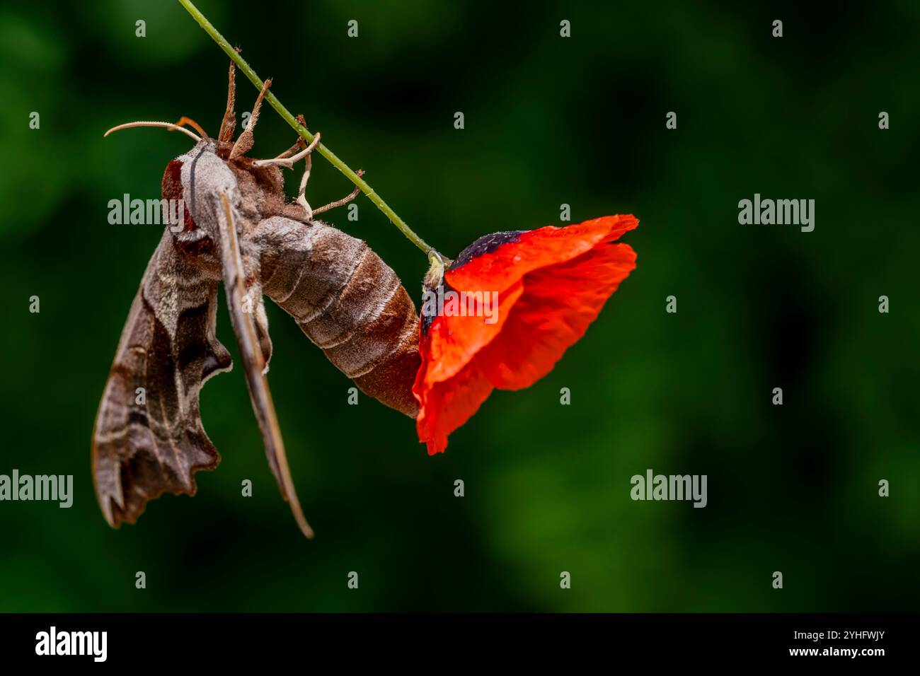 A moth is hanging from a red flower. The moth is brown and has a fuzzy ...