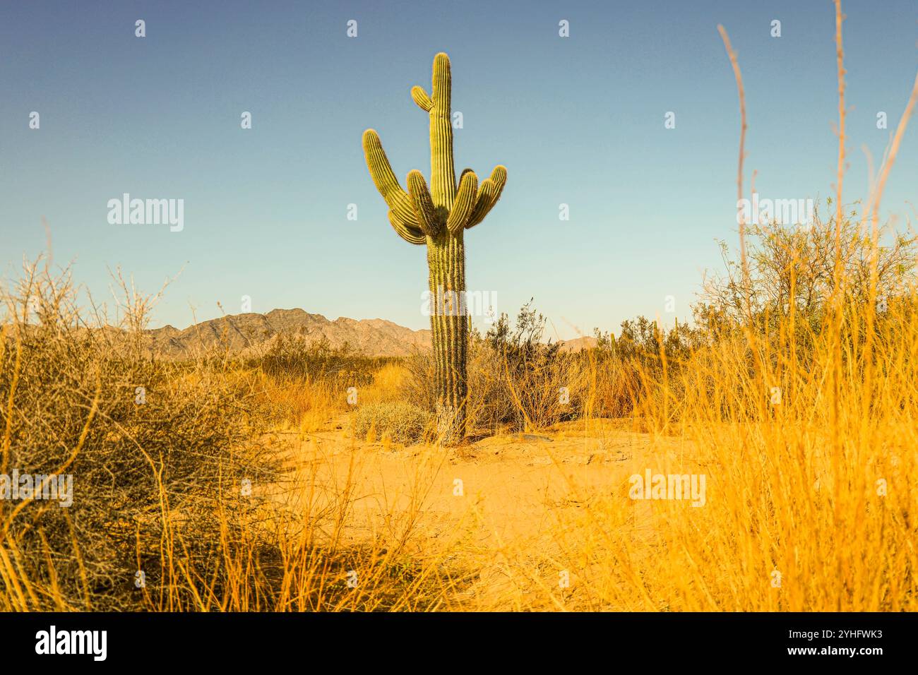 Sonoran Desert, El Pinacate Biosphere Reserve and the Great Altar ...