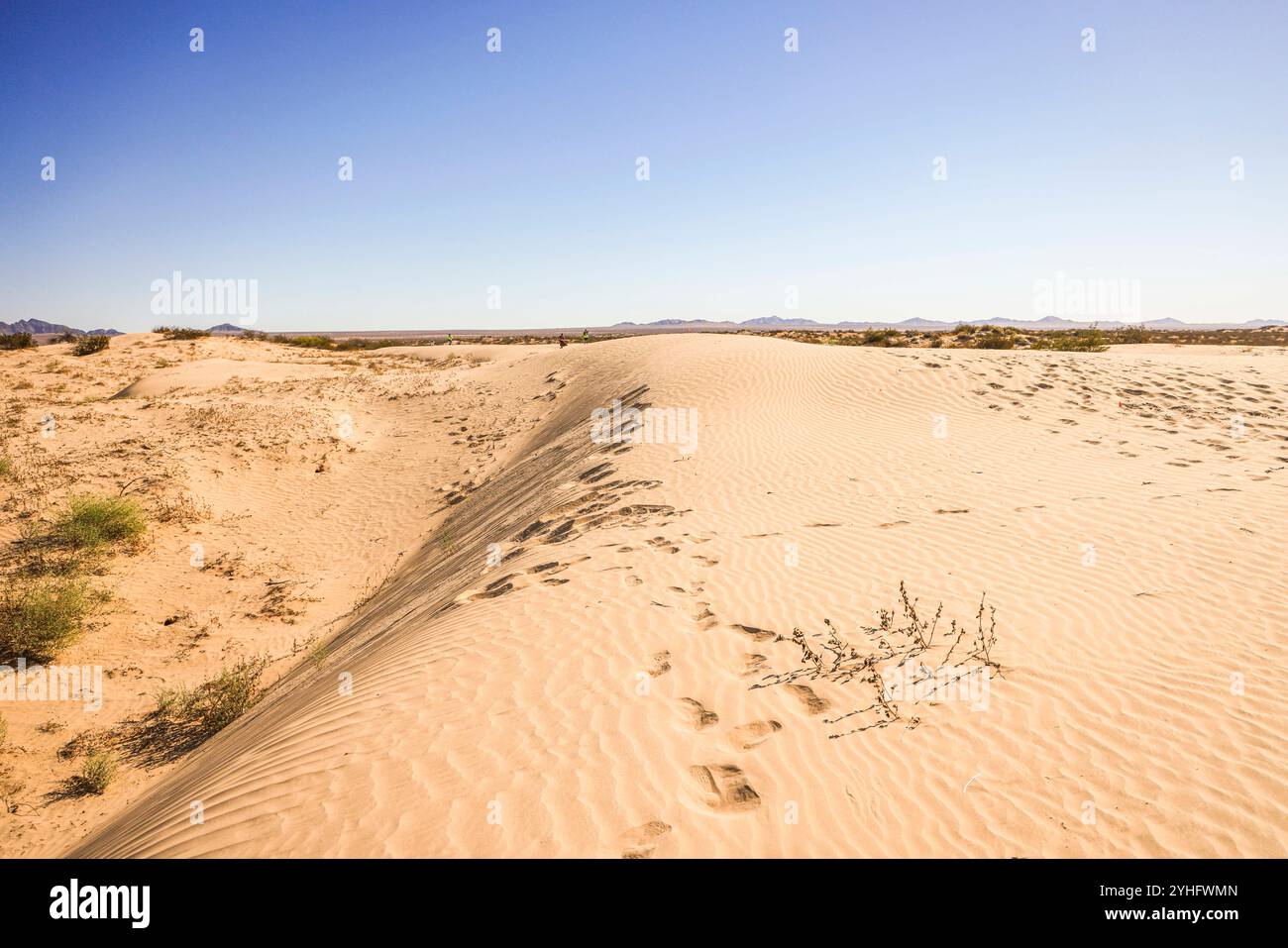 Sonoran Desert, El Pinacate Biosphere Reserve and the Great Altar ...