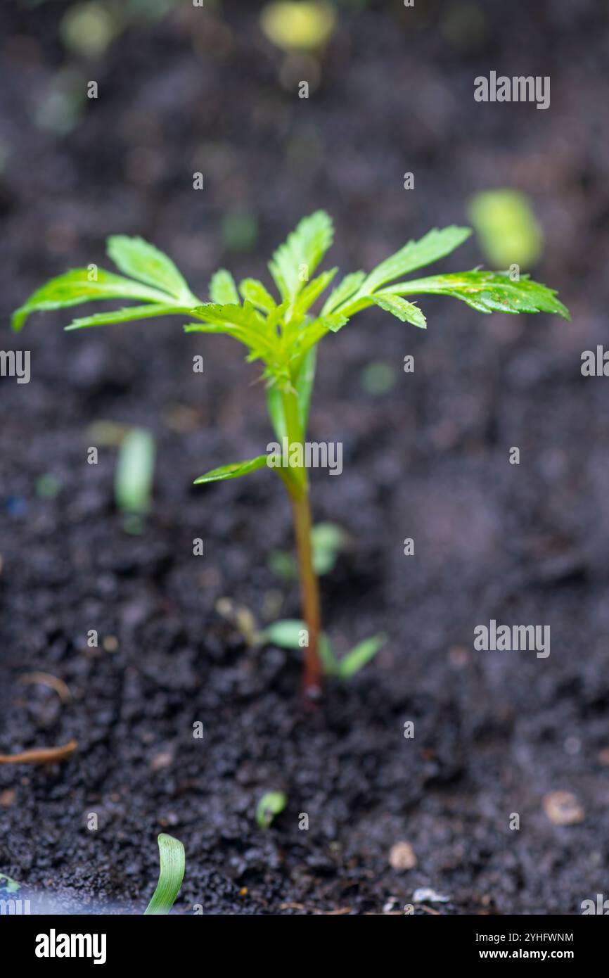 Cosmos flower plant growing in the pot Stock Photo - Alamy