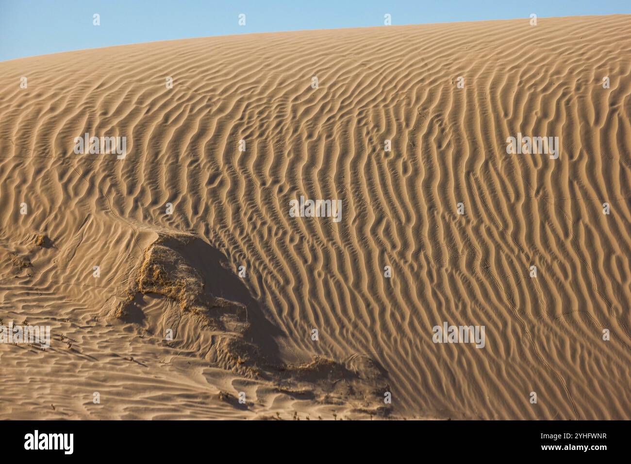 Sonoran Desert, El Pinacate Biosphere Reserve and the Great Altar ...