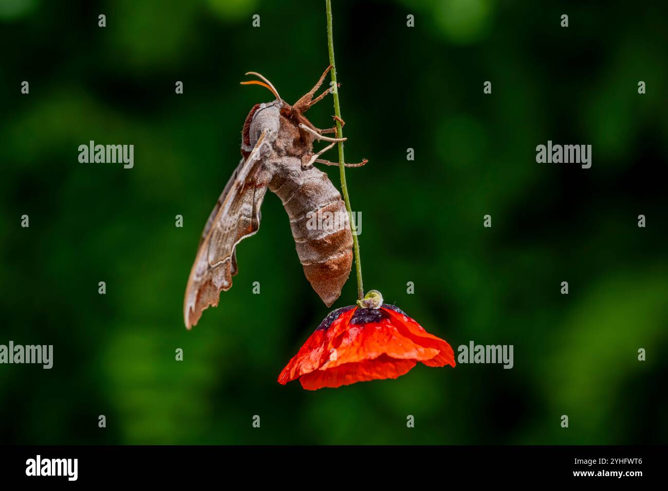 A moth is hanging from a red flower. The moth is brown and has a fuzzy ...
