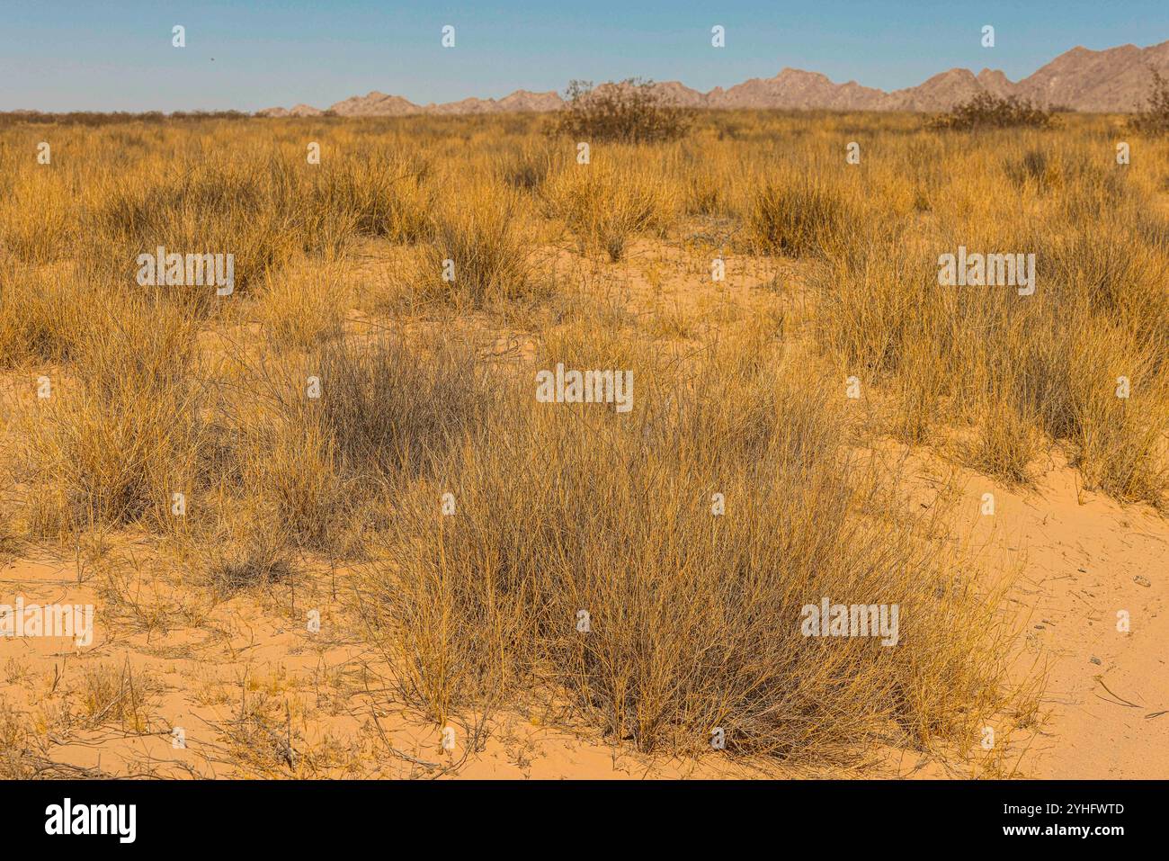 Sonoran Desert, El Pinacate Biosphere Reserve and the Great Altar ...