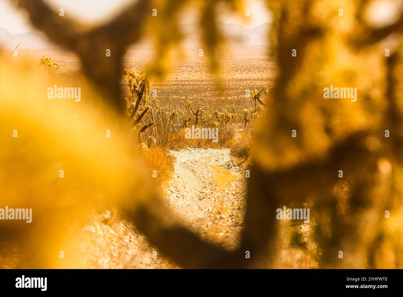 Sonoran Desert, El Pinacate Biosphere Reserve and the Great Altar ...