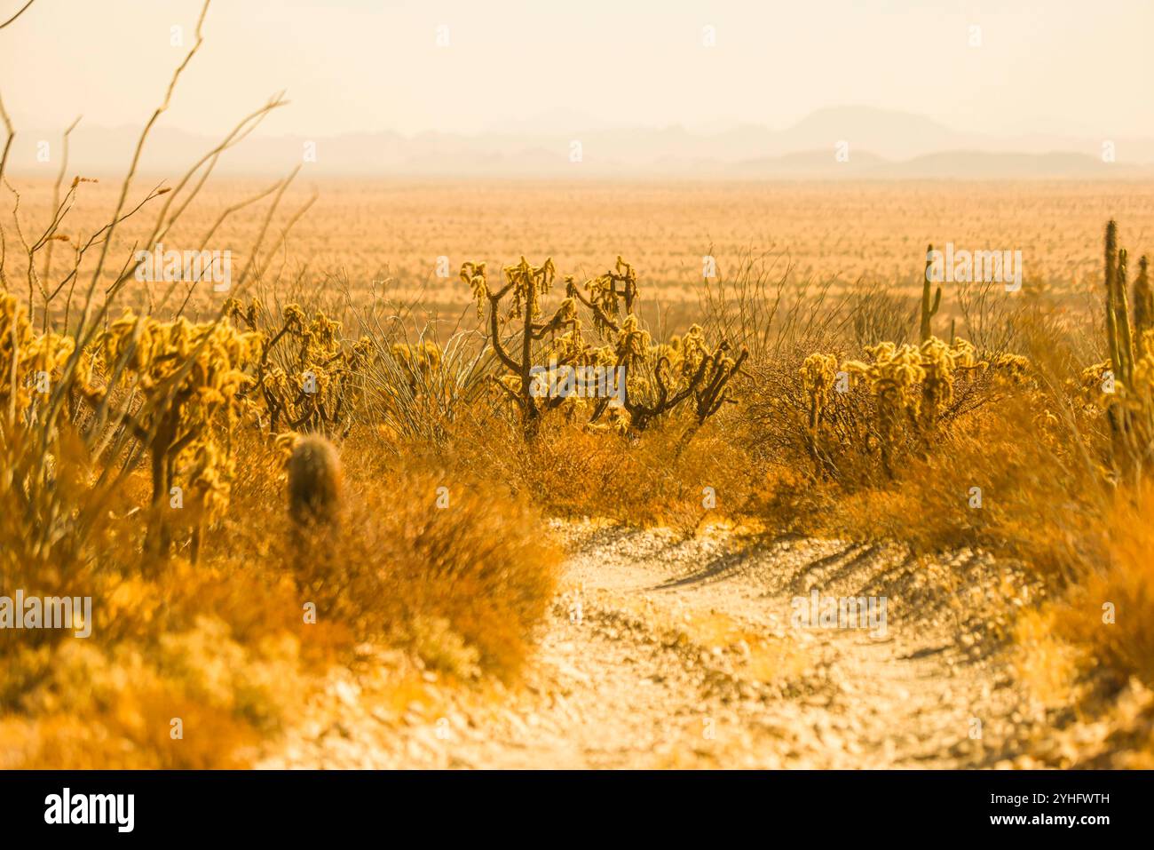 Sonoran Desert, El Pinacate Biosphere Reserve and the Great Altar ...