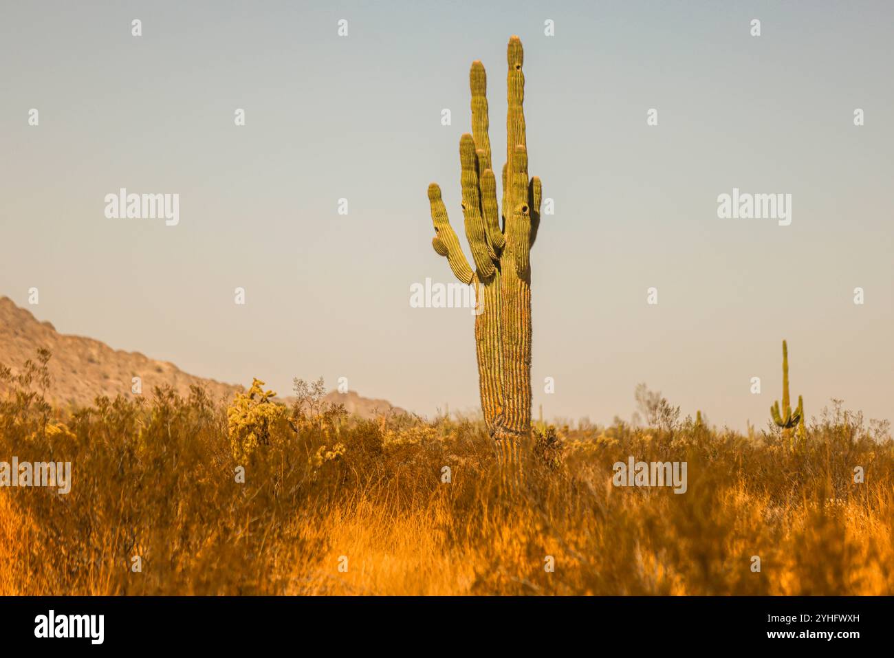 Sonoran Desert, El Pinacate Biosphere Reserve and the Great Altar ...