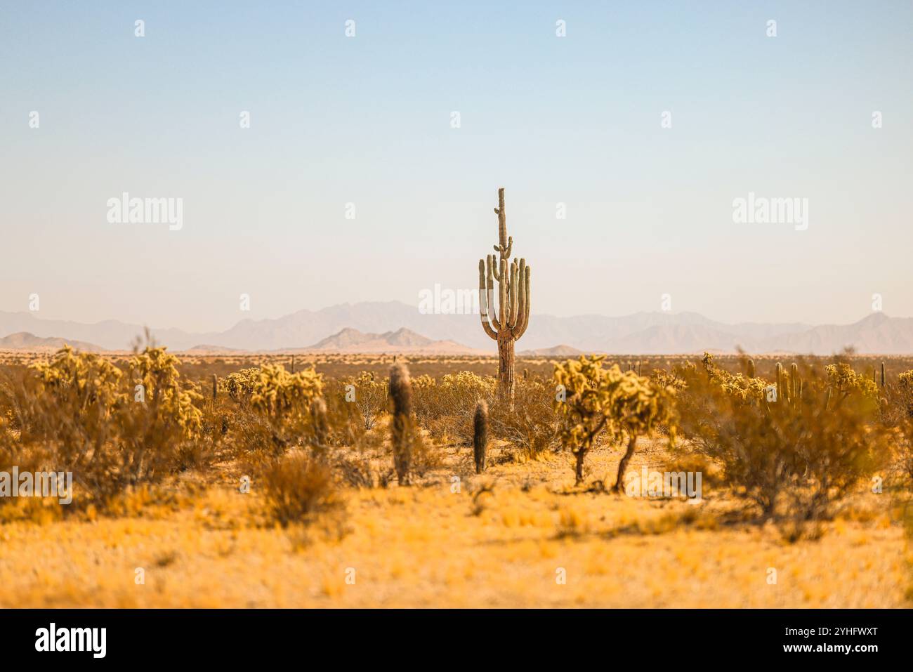 Sonoran Desert, El Pinacate Biosphere Reserve and the Great Altar ...