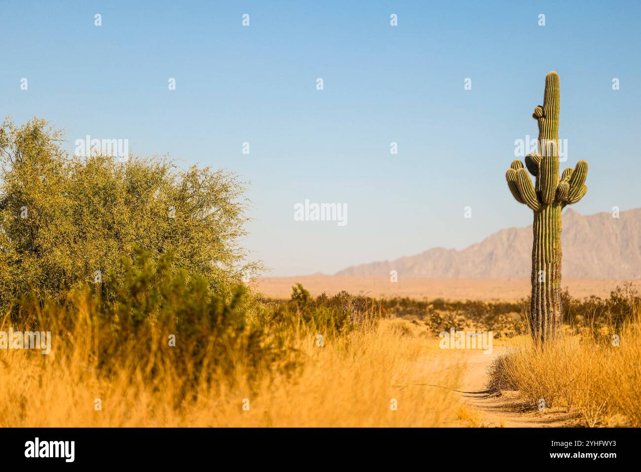 Sonoran Desert, El Pinacate Biosphere Reserve and the Great Altar ...