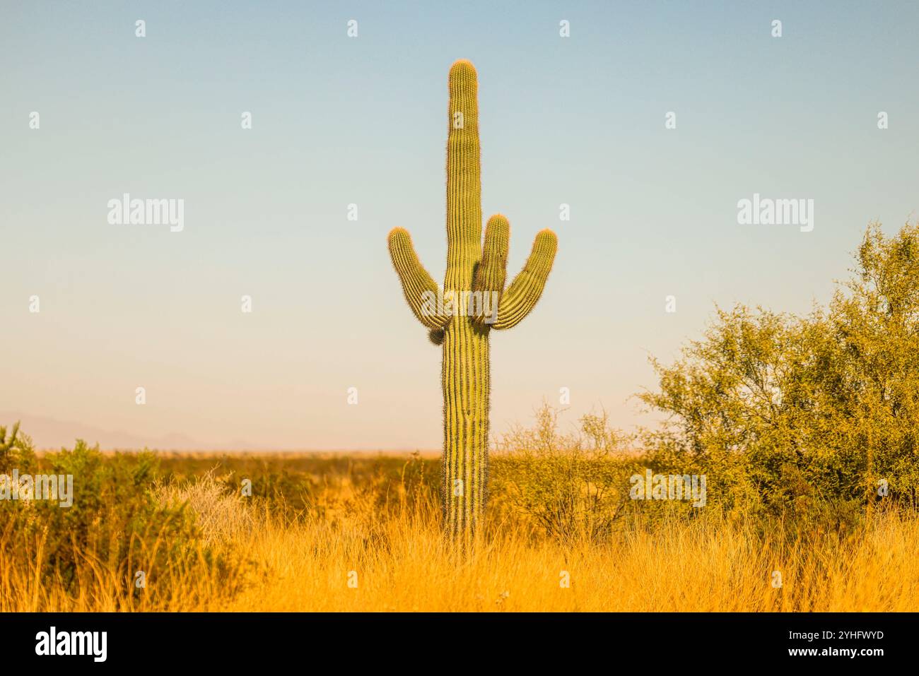 Sonoran Desert, El Pinacate Biosphere Reserve and the Great Altar ...