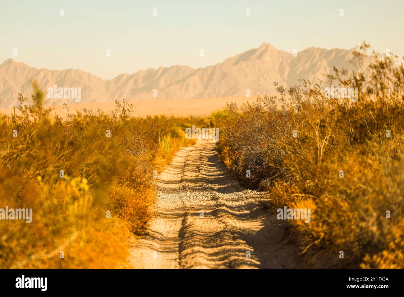 Sonoran Desert, El Pinacate Biosphere Reserve and the Great Altar ...