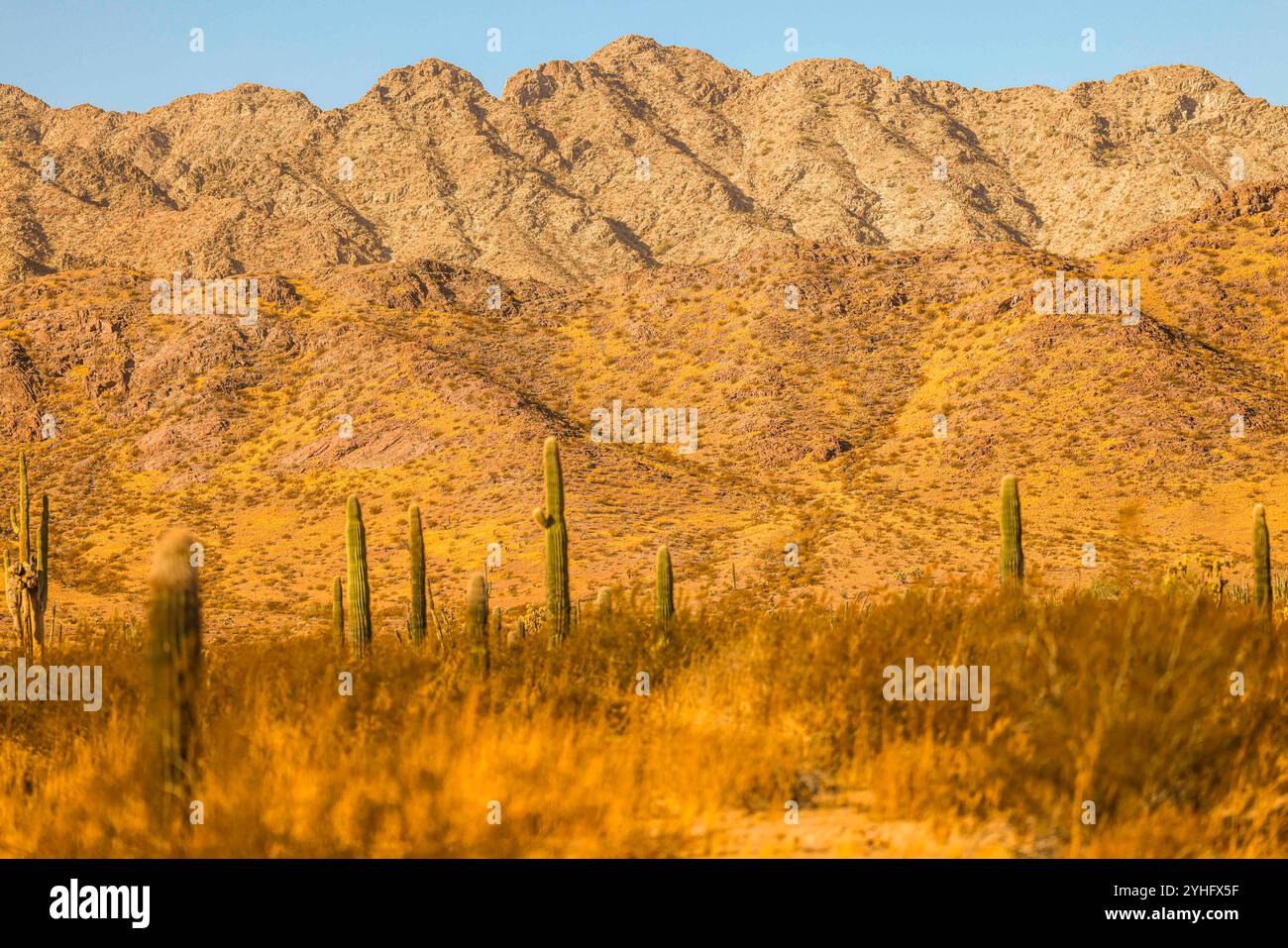 Sonoran Desert, El Pinacate Biosphere Reserve and the Great Altar ...