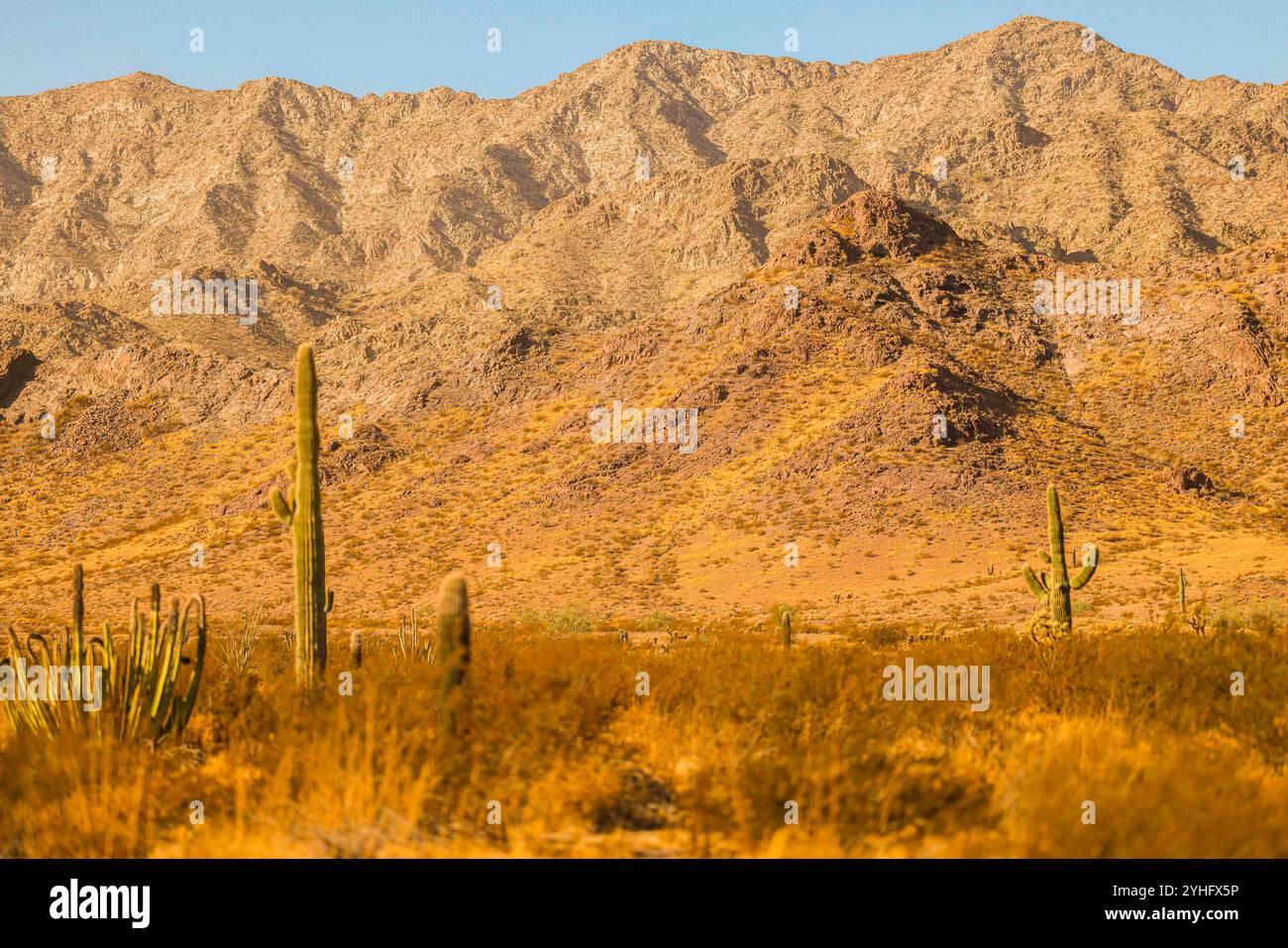 Sonoran Desert, El Pinacate Biosphere Reserve and the Great Altar ...