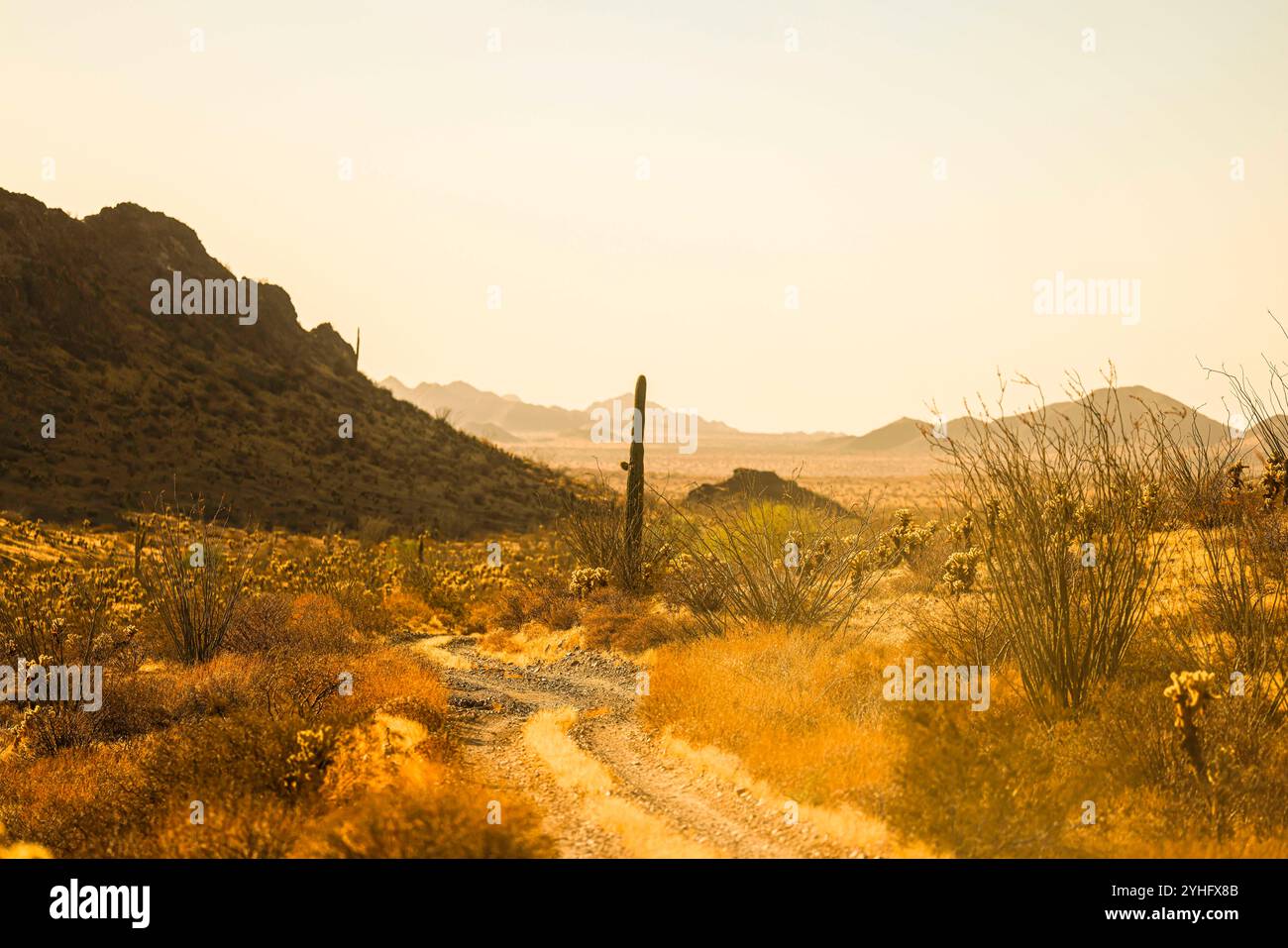 Sonoran Desert, El Pinacate Biosphere Reserve and the Great Altar ...