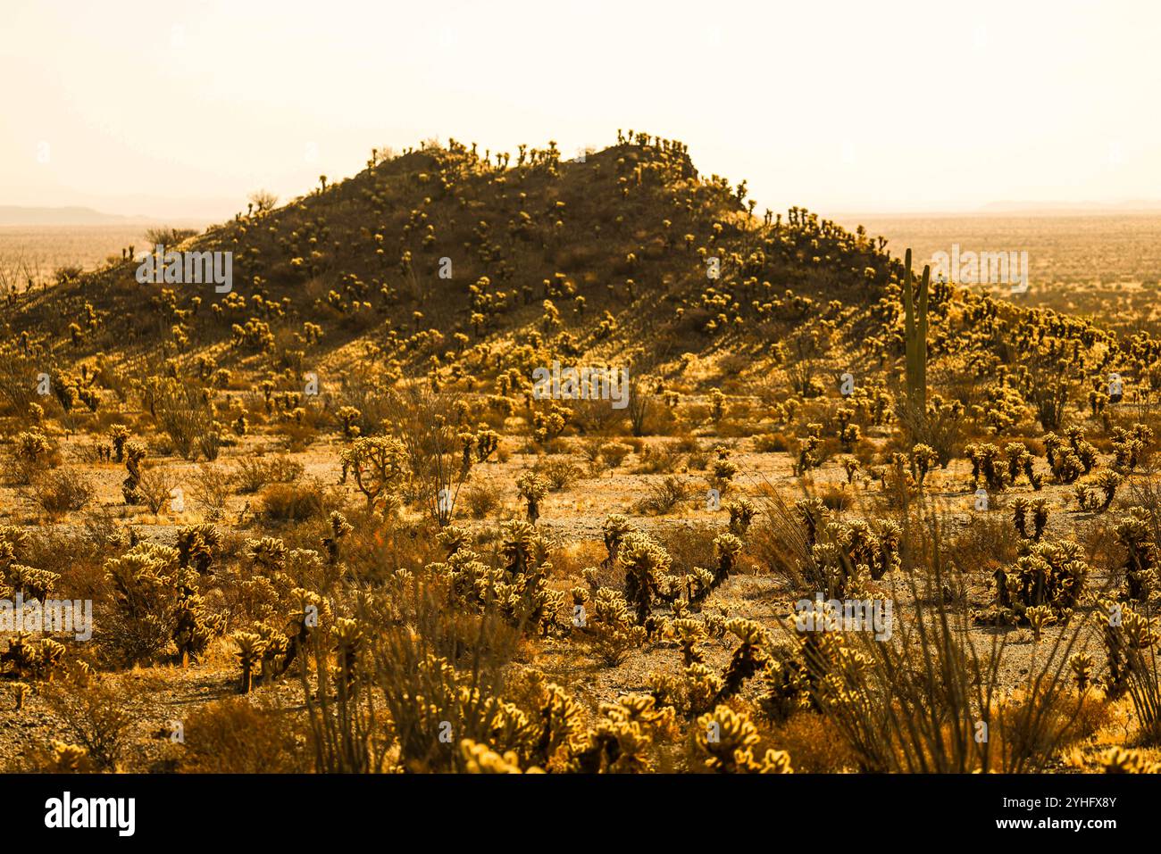 Sonoran Desert, El Pinacate Biosphere Reserve and the Great Altar ...