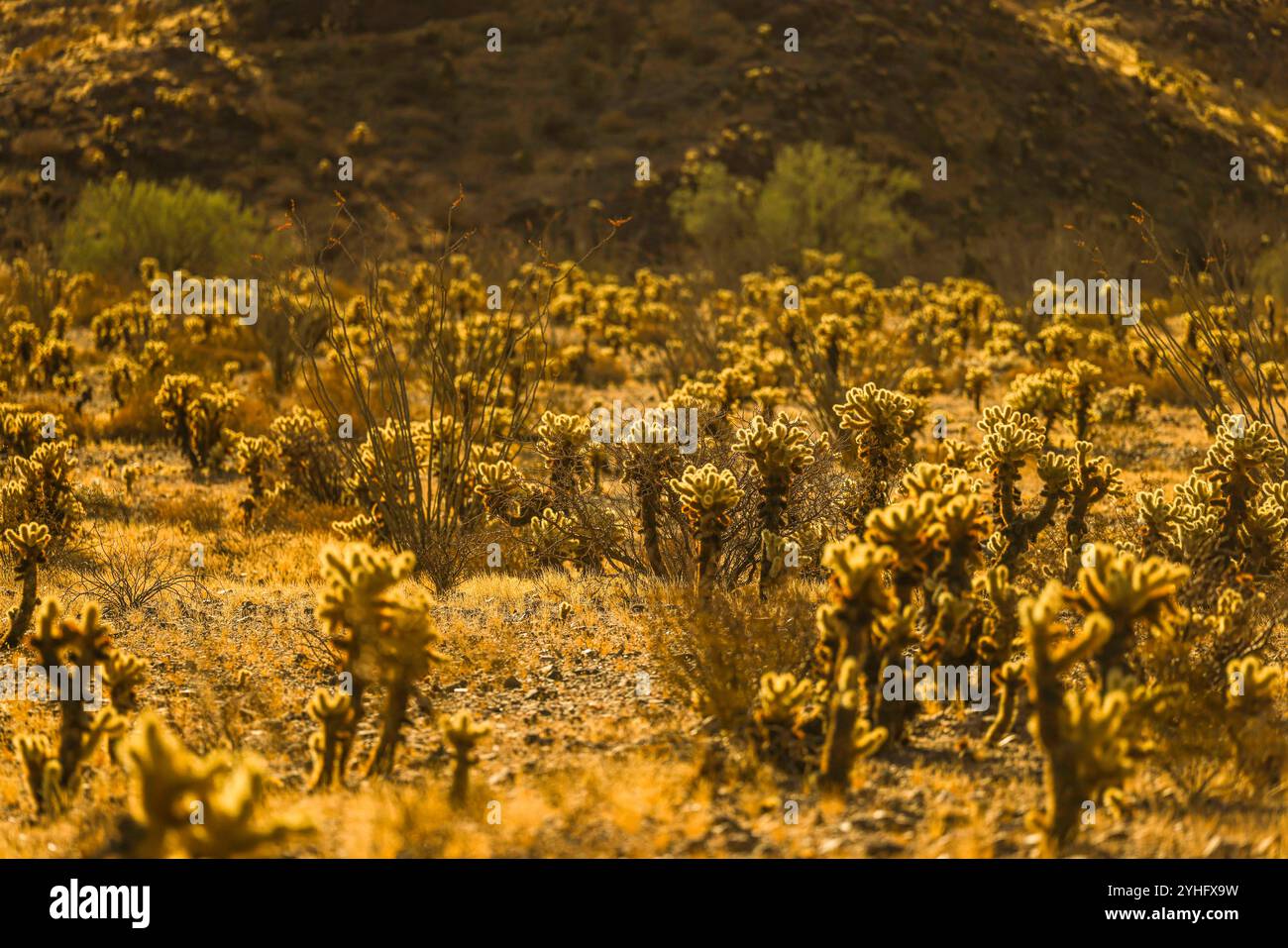 Sonoran Desert, El Pinacate Biosphere Reserve and the Great Altar ...