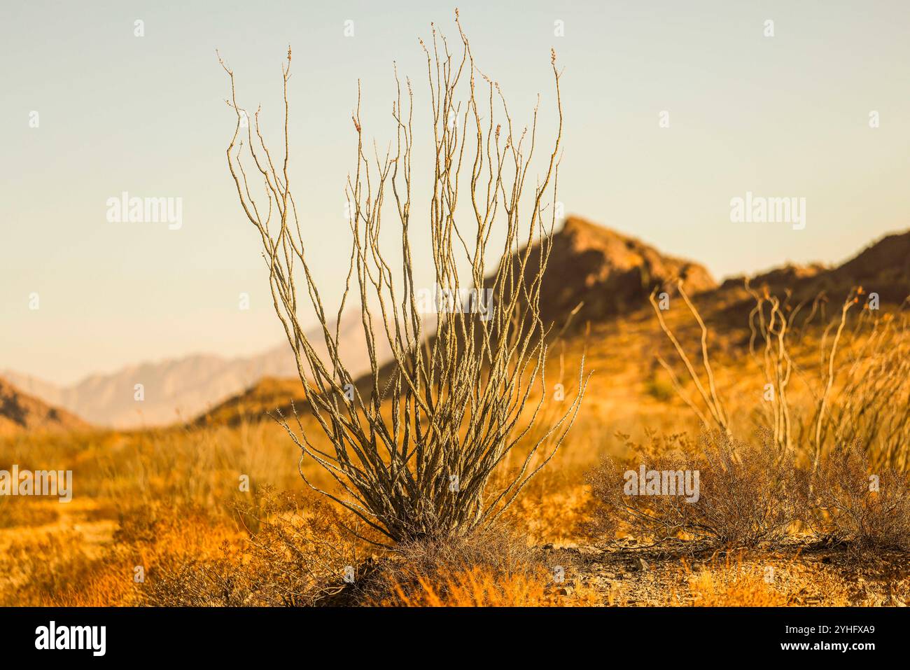 Sonoran Desert, El Pinacate Biosphere Reserve and the Great Altar ...